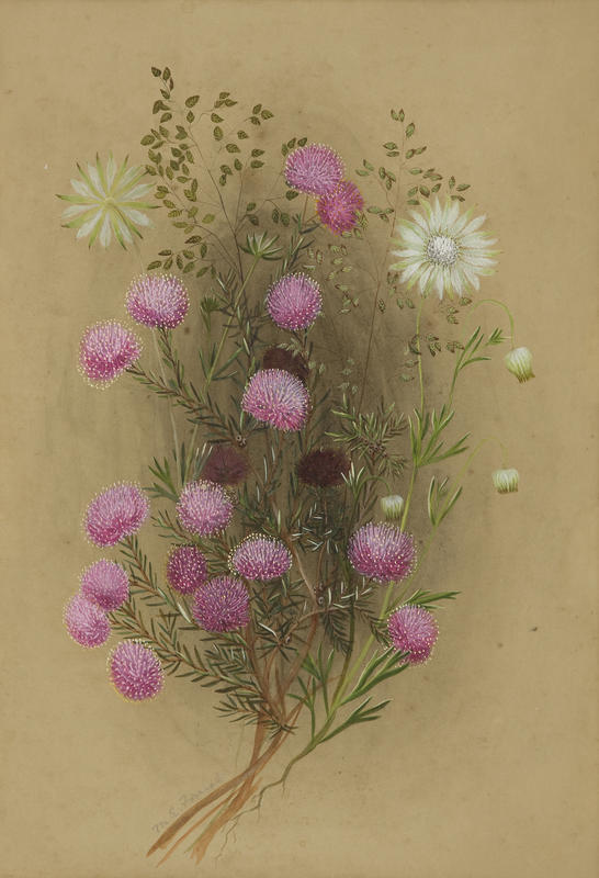 Melaleuca trichophylla; Actinotus leucocephalus [flannelflower]; Poa ...